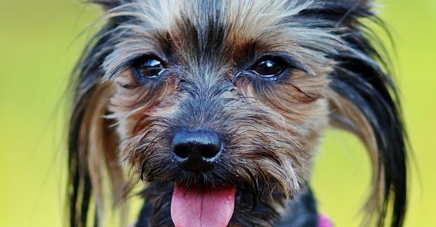 Jaká jsou rizika během hárání feny? Na co je nutné se připravit?