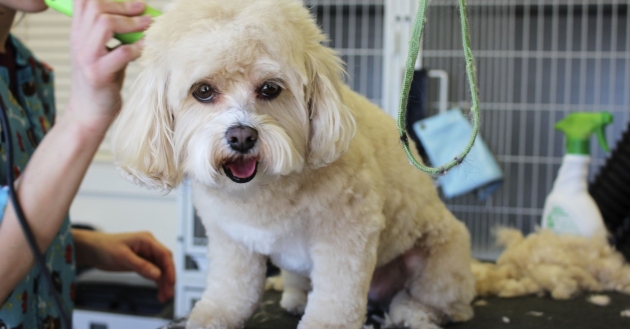 Proč nestříhat v létě srst psa?